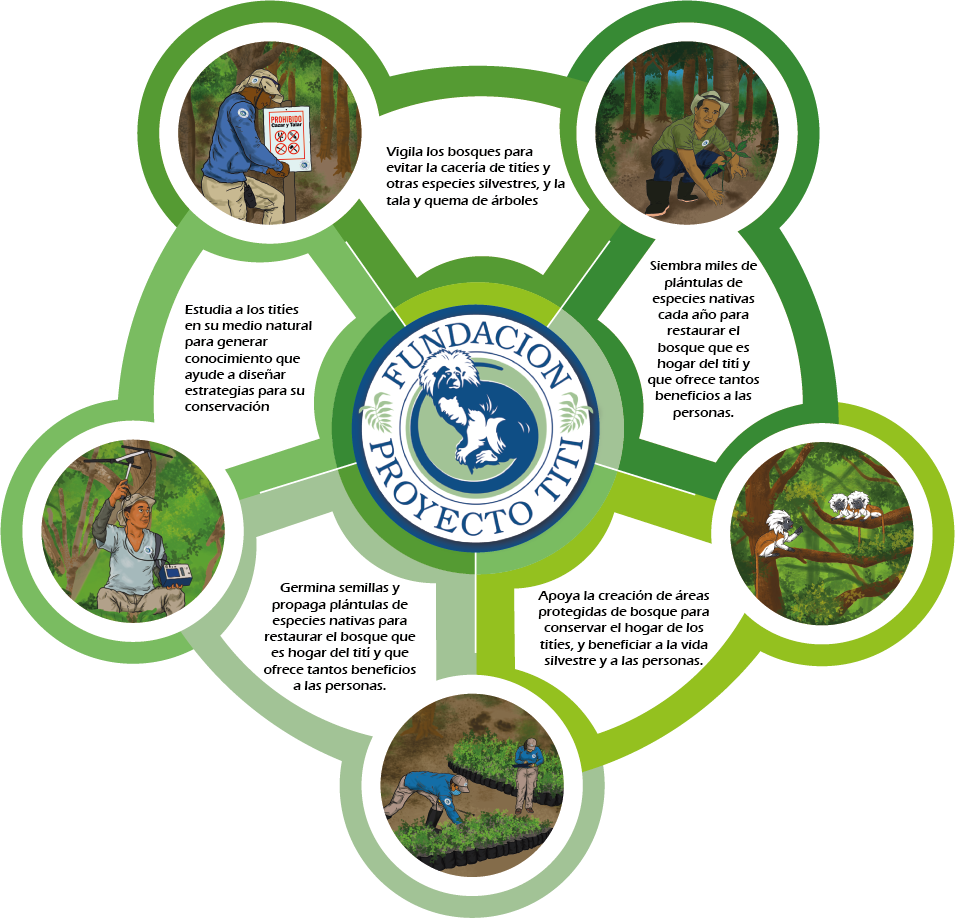 Tema 3: Proyecto Tití, ¿Quiénes somos? ¿Qué hacemos para proteger a los Titíes? - ¡Aprende con ...