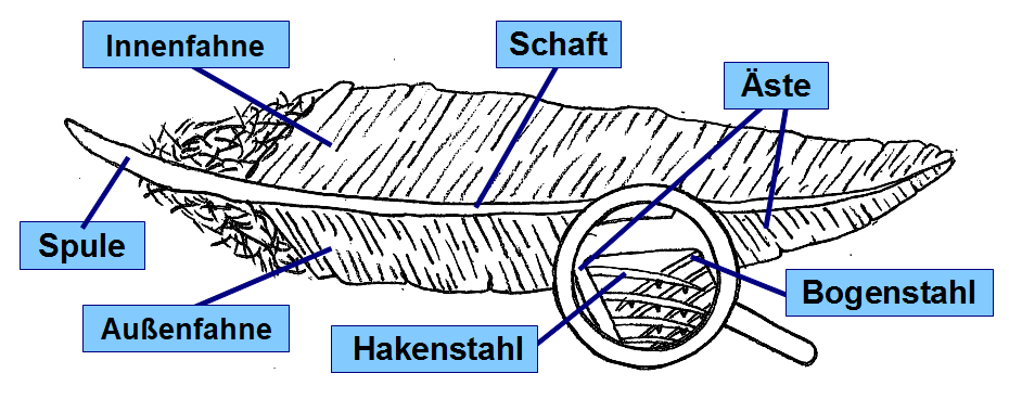 Alles eine Frage der Feder - Biologie Artikel » Serlo.org