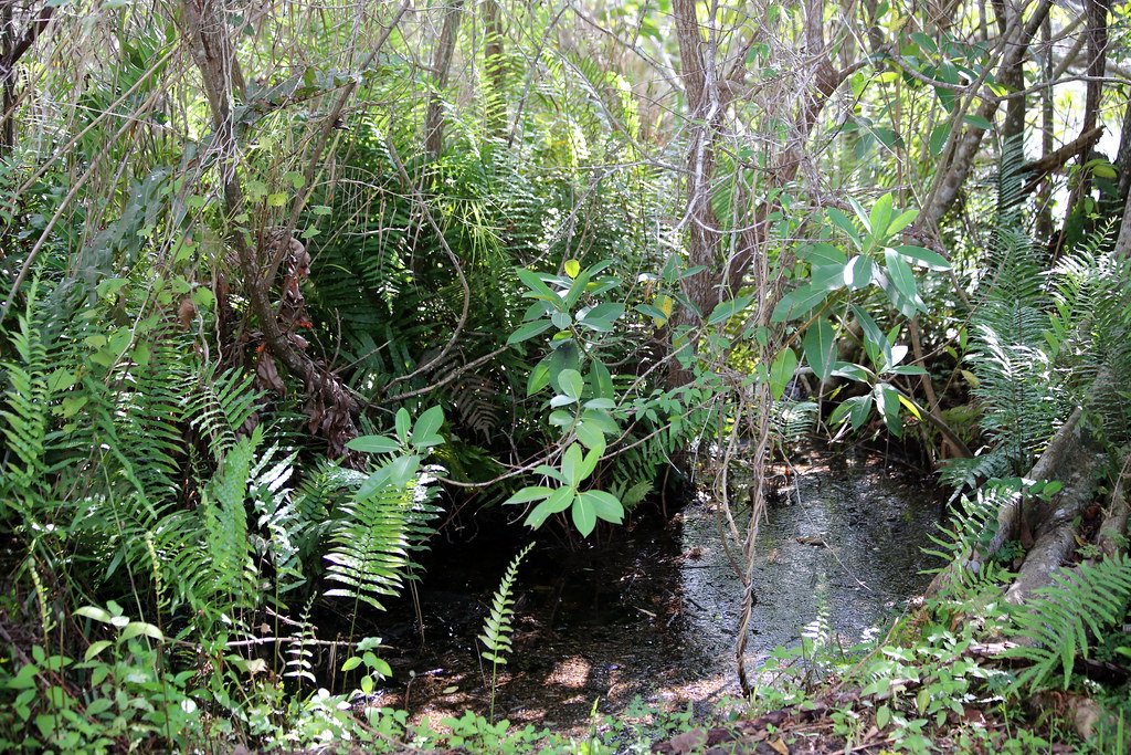 Subtropische Zone - lernen mit Serlo!