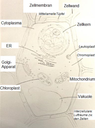Pflanzliche Zelle - lernen mit Serlo!