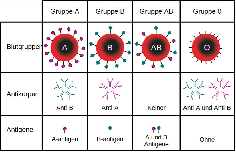 Das AB0-System - lernen mit Serlo!